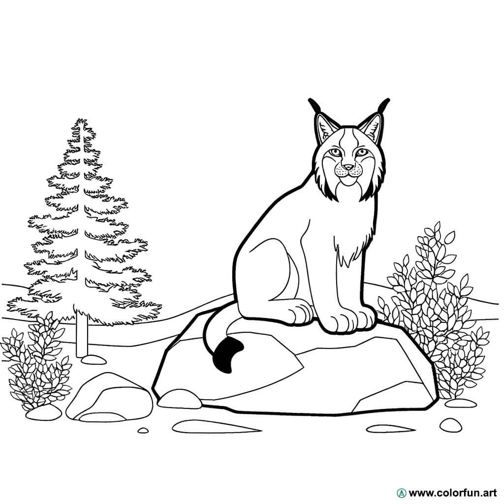 Lynx coloring page, wild animal Download or Print for free