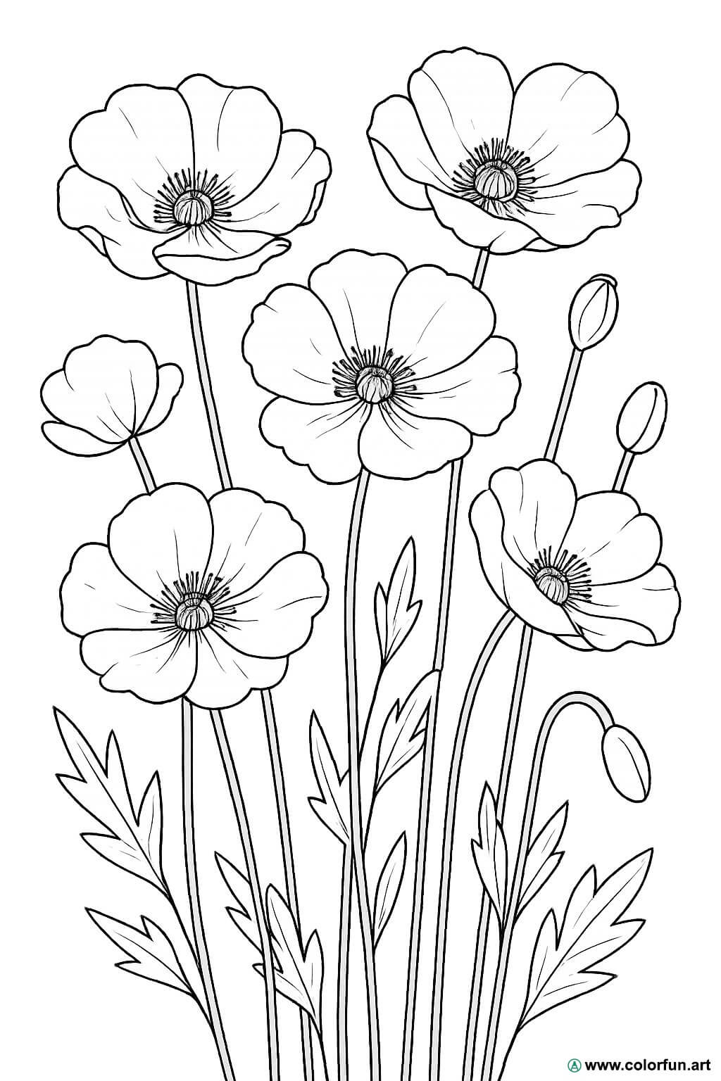 Blooming poppy coloring page Download or Print for free