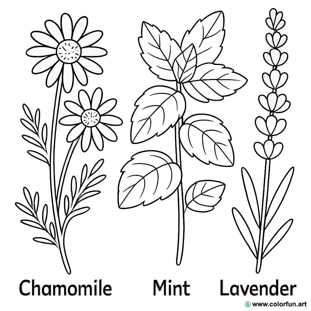 Dibujo para colorear de plantas medicinales para niños Descargar o ...
