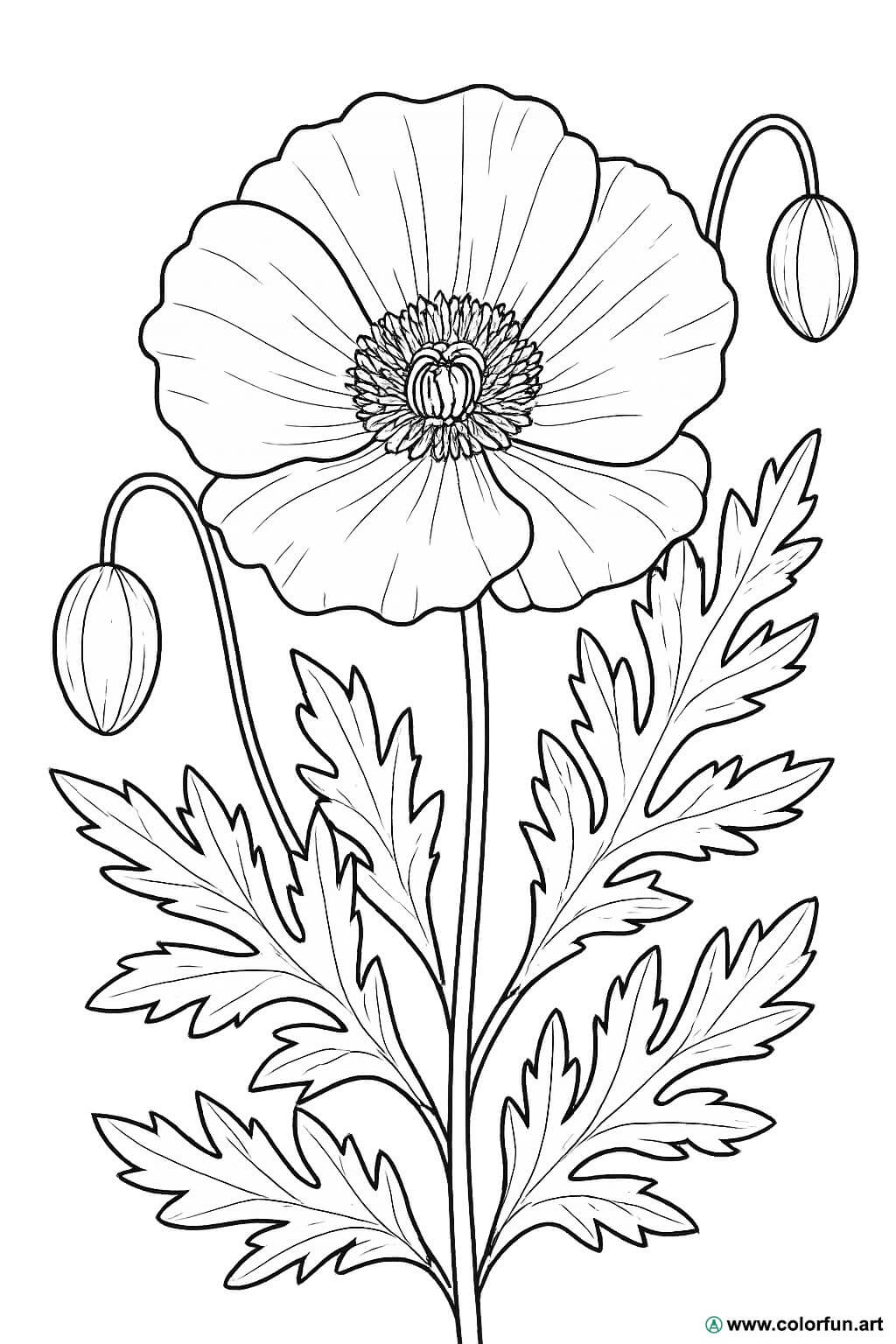 Coloriage de coquelicot en grand format à Télécharger ou à Imprimer ...
