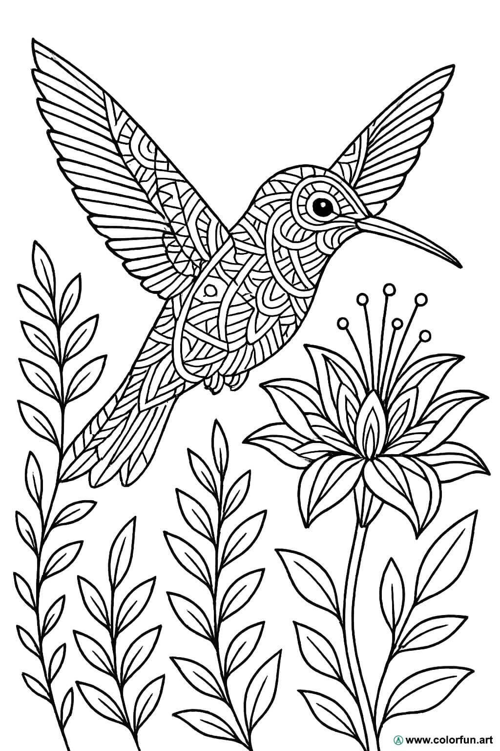 Coloriage d'un colibri complexe à Télécharger ou à Imprimer gratuitement