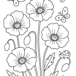 Coloriage de coquelicot en grand format à Télécharger ou à Imprimer ...