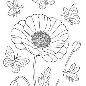 Coloriage facile de coquelicot à Télécharger ou à Imprimer gratuitement