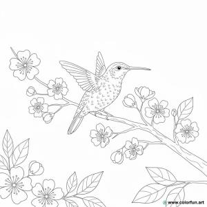 Dibujo para colorear de colibrí difícil Descargar o Imprimir de forma ...